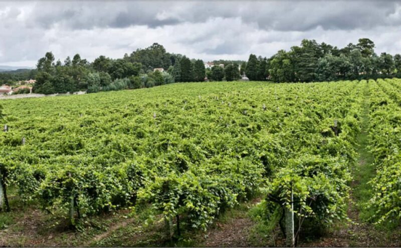 From Porto: Private Vinho Verde wine tour with tasting, lunch, and palace visit. - FAQs