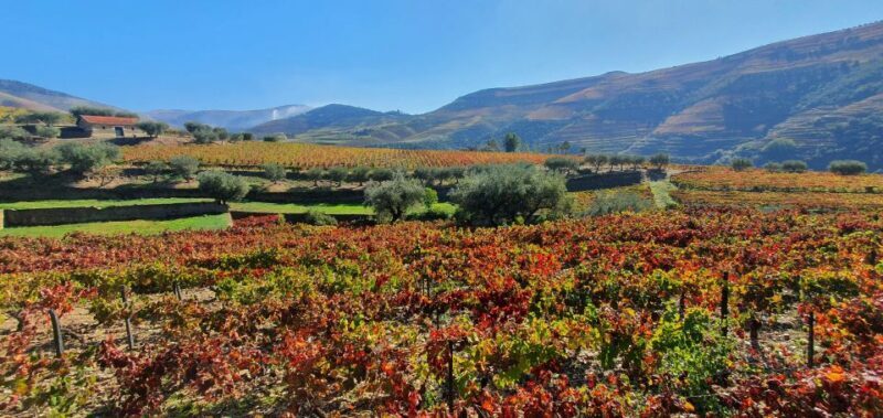 From Porto Private Wine Tour with 2 Tastings, Boat and Lunch - FAQs