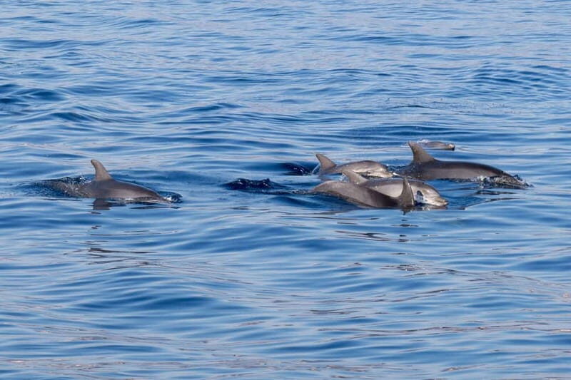 From Porto Rotondo: dinghy snorkeling tour with dolphin sighting - What Makes This Tour Stand Out?