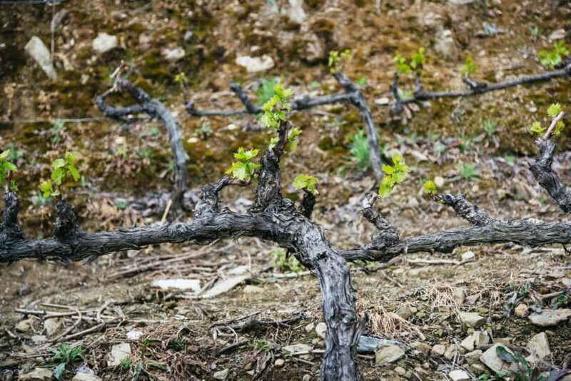 From Porto: Small Group Douro Valley Tour with Wine & Cruise - The Sum Up: Is This Tour Worth It?