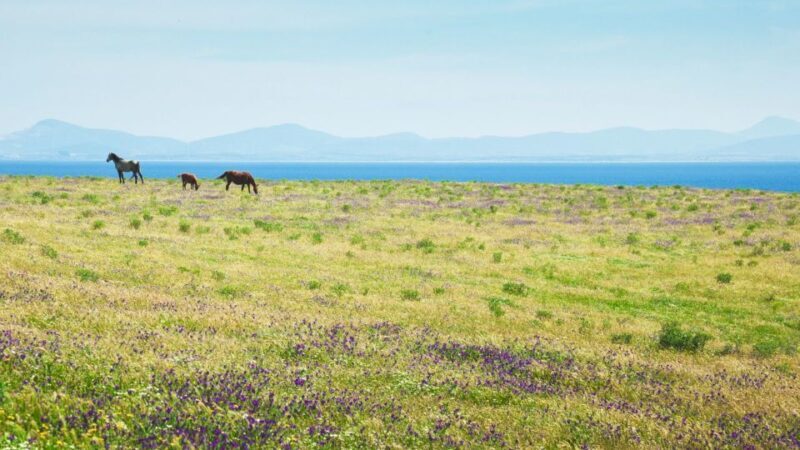 From Porto Torres: E-Bike Rental - The Highlights: Nature, Animals, and Stunning Scenery