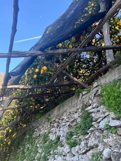 From Positano: Lemon Tour with Tasting Session and Transfer - Who Would Enjoy This Tour?
