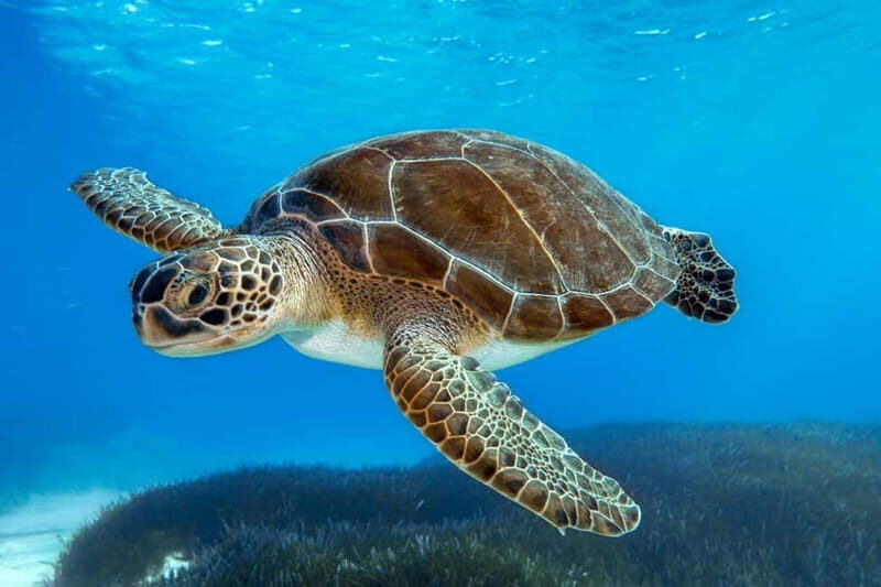 From Protaras: Cruise to Blue Lagoon, Turtle Cove & Sea Cave - What You Can Expect from This Coastal Adventure