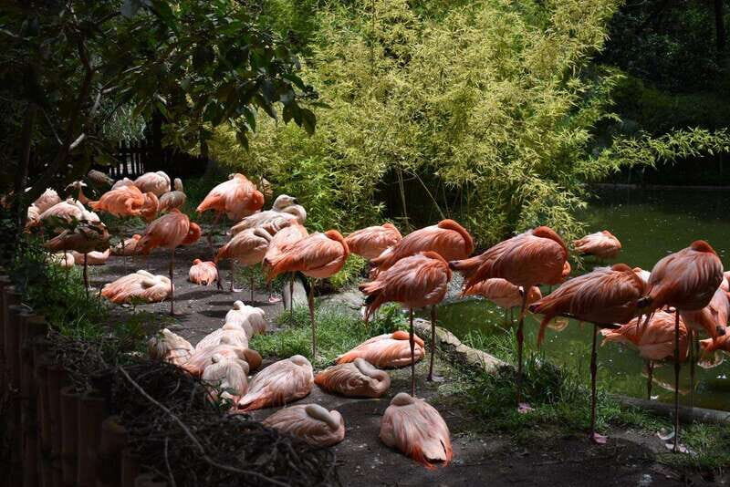 From Puebla: Africam Safari Private Tour all included - Key Points