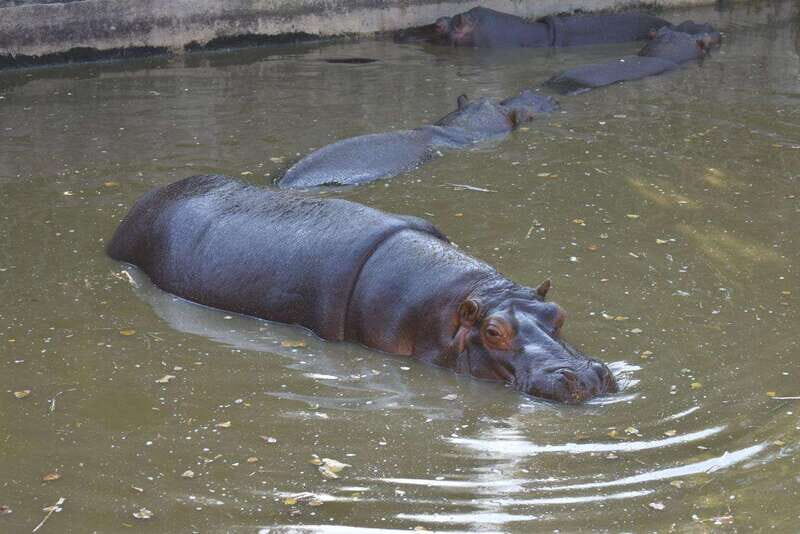 From Puebla: Africam Safari Private Tour all included - Introduction: An Exciting Wildlife Day Near Puebla