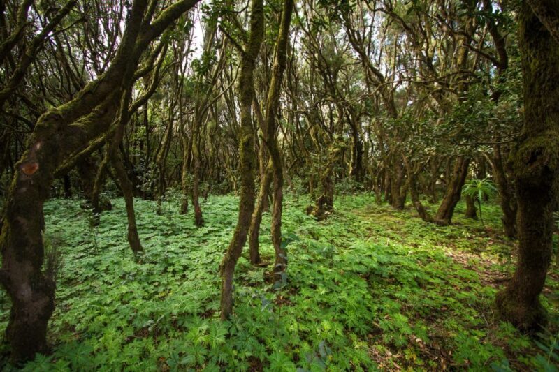 From Puerto de La Cruz: Full-Day Vip Tour to Gomera - Final Thoughts