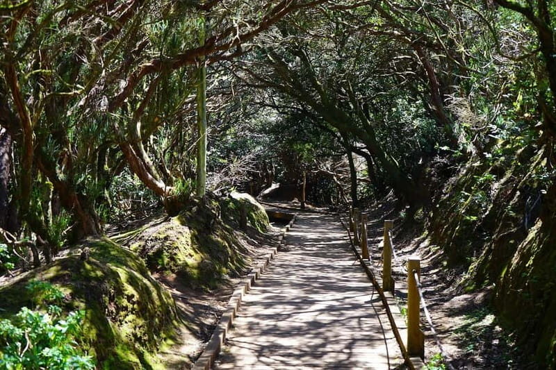 From Puerto de La Cruz: VIP Tour Around Anaga and La Laguna - Why This Tour Excels