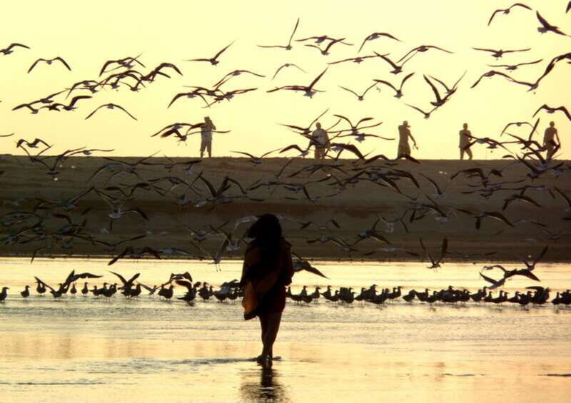 From Puerto Escondido: Birdwatching on a Boat - Price and overall value