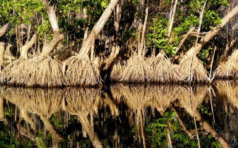 From Puerto Escondido: Birdwatching on a Boat - Authentic experiences and reviews