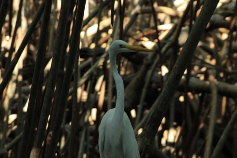 From Puerto Escondido: Day Trip to Chacahua National Park - Final Thoughts: Is This Tour Right for You?