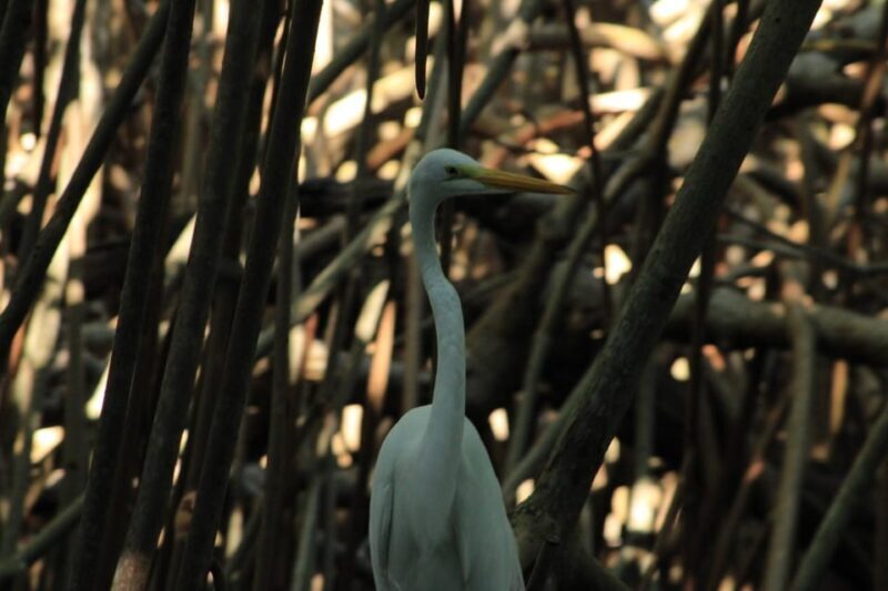 From Puerto Escondido: Day Trip to Chacahua National Park - In Summary