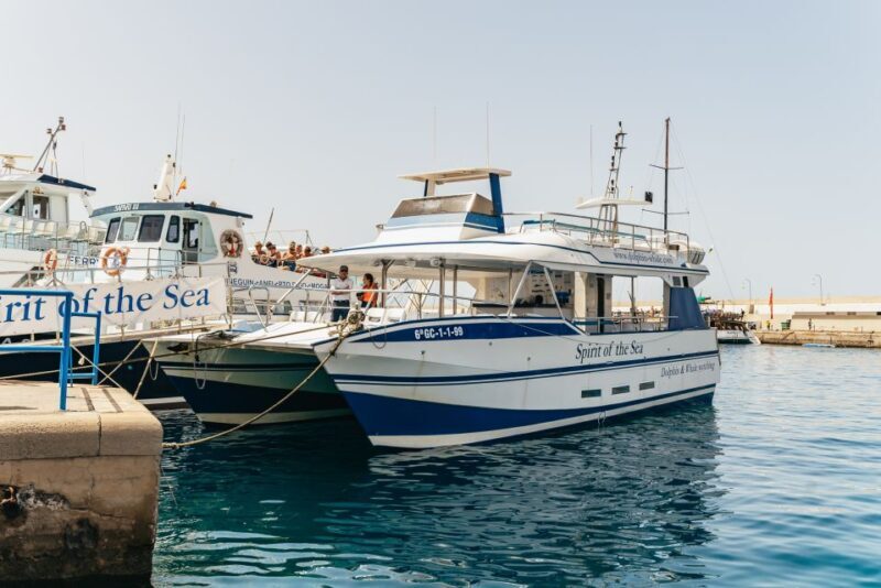 From Puerto Rico de Gran Canaria: Dolphin Watching Cruise - The Itinerary: From Departure to Return