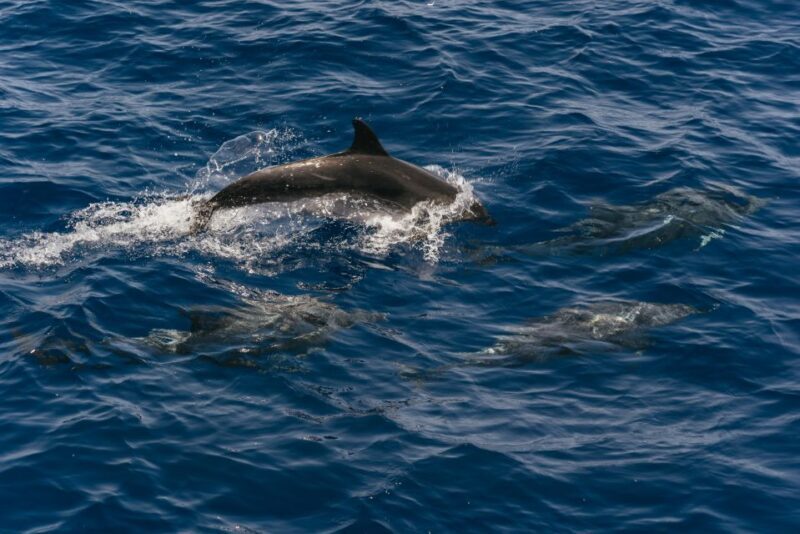 From Puerto Rico de Gran Canaria: Dolphin Watching Cruise - Guided by Experts