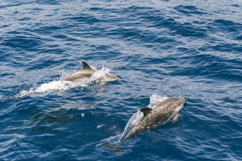 From Puerto Rico de Gran Canaria: Dolphin Watching Cruise - The Vessel and Its Amenities