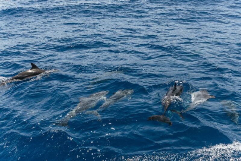 From Puerto Rico de Gran Canaria: Dolphin Watching Cruise - FAQs