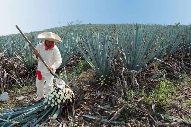 From Puerto Vallarta: Full-Day Tour to San Sebastian - Authentic Mexican Lunch