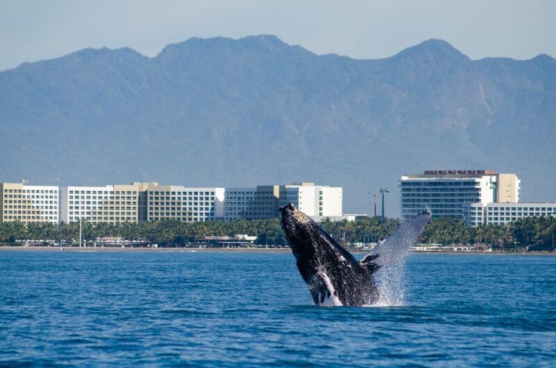 From Puerto Vallarta/Nuevo Vallarta: Whale Watching Cruise - Key Points