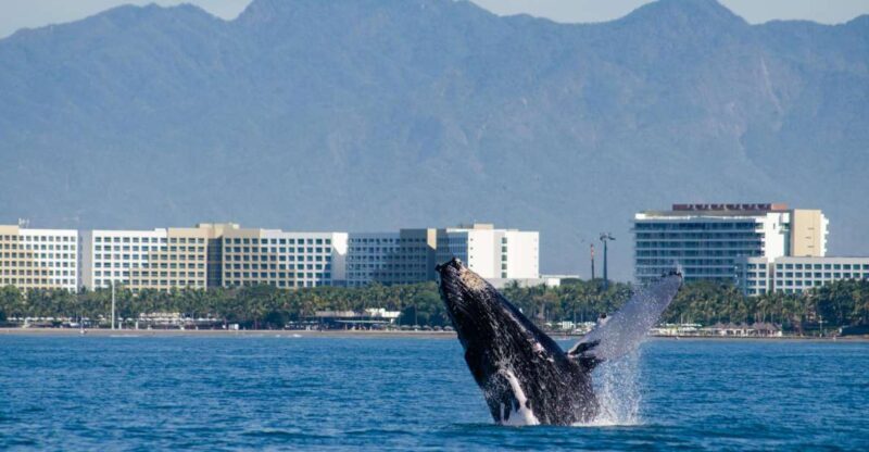 From Puerto Vallarta/Nuevo Vallarta: Whale Watching Cruise - The Sum Up