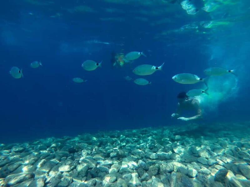 From Pula: Half-day NP Brijuni cruise with Lunch & Swimming - Who Will Love This Tour?