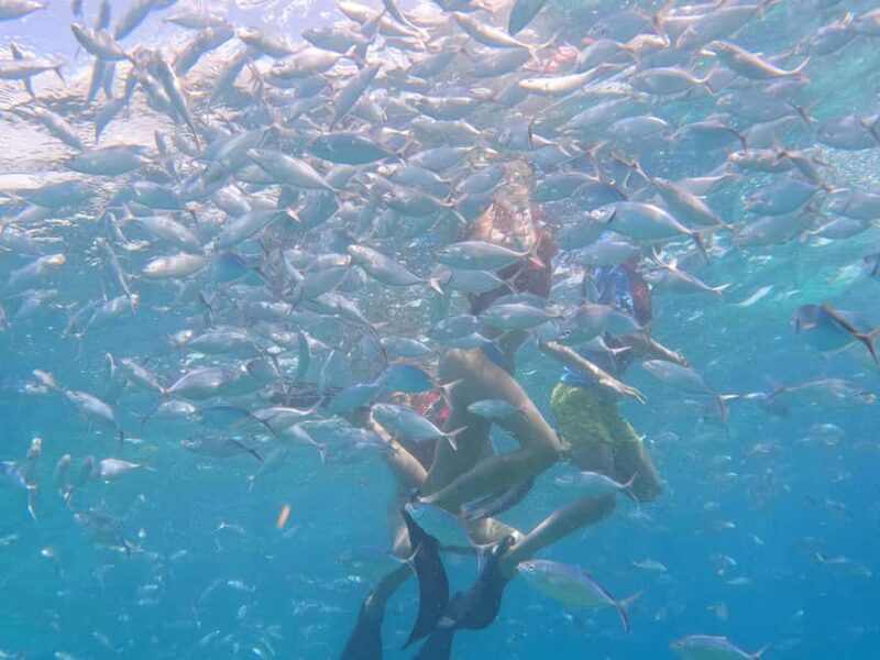 From Punta Cana: Catalina Island Swim, Sail & Snorkel - Authentic Experiences and What You’ll Love