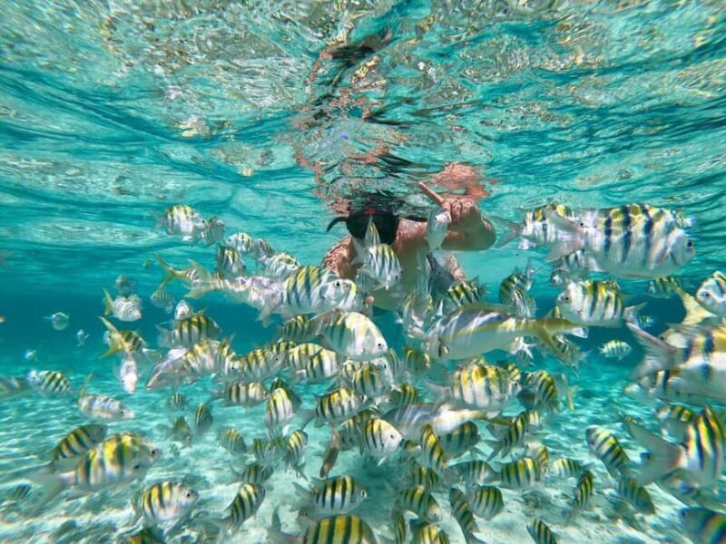 From Punta Cana: Exclusive Catalina Island Tour with Transportation and Lunch - The Sum Up: Who’s This Tour Best For?