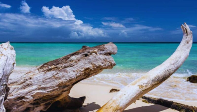 From Punta Cana: Isla Saona Trip with Lunch & Drinks - Final Thoughts