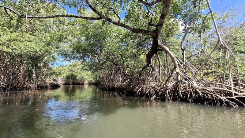 From Punta Cana: Los Haitises Tour: Mangroves, Caves + Round Mountain - Who Will Enjoy This Tour?