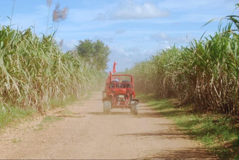 From Punta Cana or La Romana: Sugarcane Fields Buggy or Quad - Is This Tour Worth It?