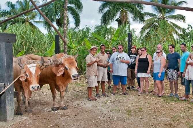 From Punta Cana Safari Adventure with Cultural Experience - The Experience in Detail