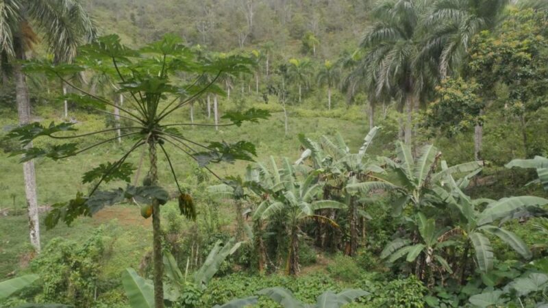 From Punta Cana: Samaná, Cayo Levantado & El Limón Waterfall - Practical Tips for a Better Experience