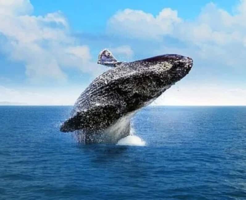 From Punta Cana Samana Tour With Cascada El Limon And Food - Key Points