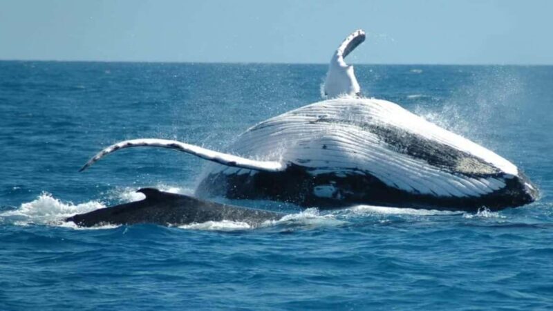 From Punta Cana: Samaná Whale Watching & Bacardi Island Tour - Key Points