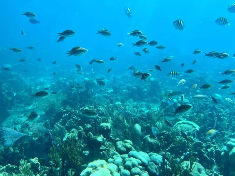 From Punta Cana: Small Group Catalina Island Snorkeling Tour - Key Points