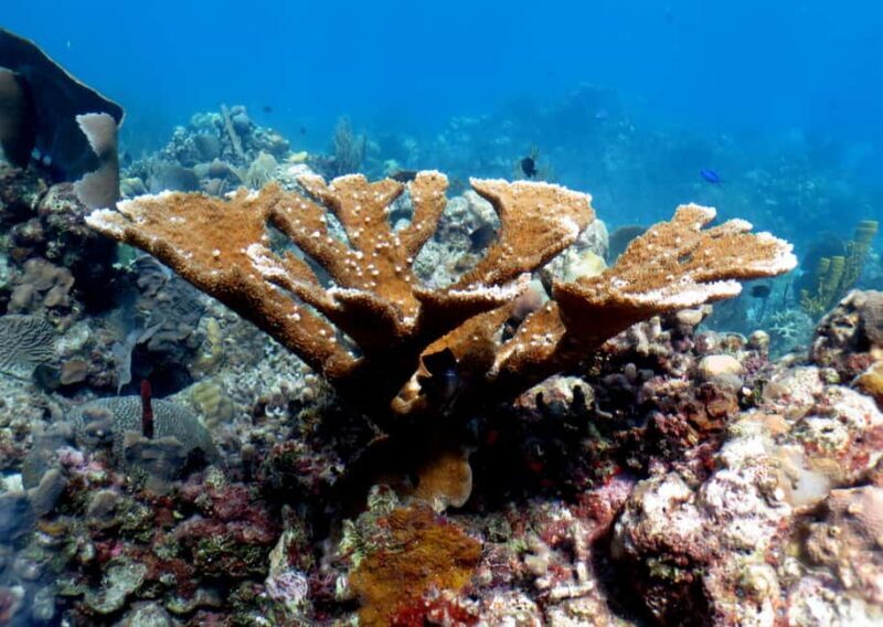 From Punta Cana: Small Group Catalina Island Snorkeling Tour - An In-Depth Look at What to Expect