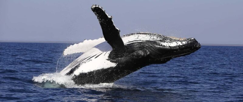 From Punta Cana: Whale Watching and Montana Redonda Tour - FAQs