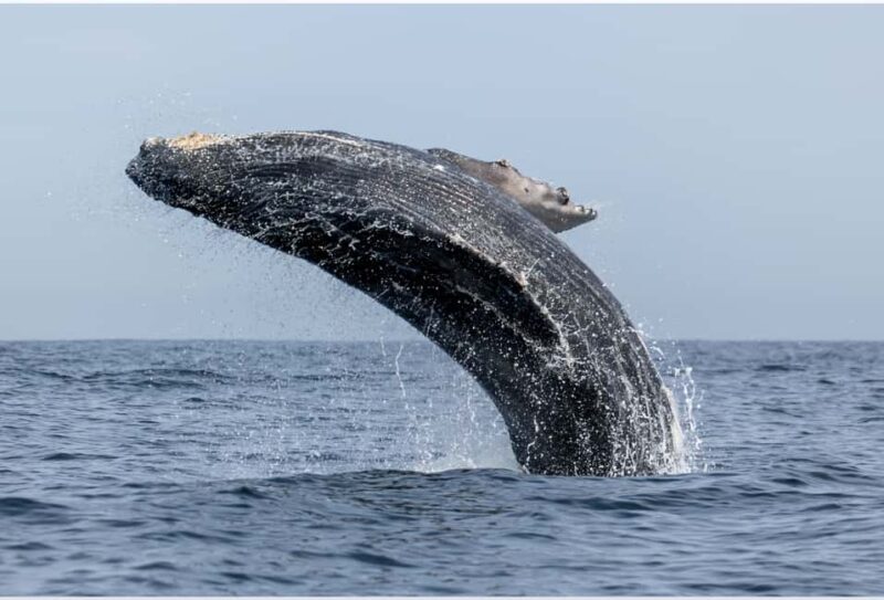 From Punta Canta: Whale Watching Cruise with Cayo Levantado - An In-Depth Look at the Tour