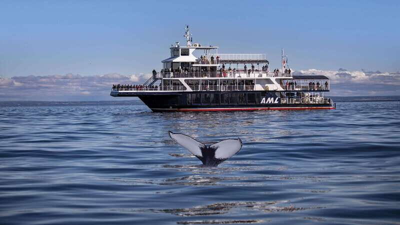 From Quebec City: Whale Watching Excursion Full-Day Trip - Who Will Love This Tour?