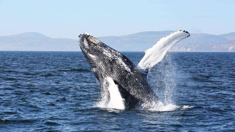 From Quebec City: Whale Watching Excursion Full-Day Trip - Key Points