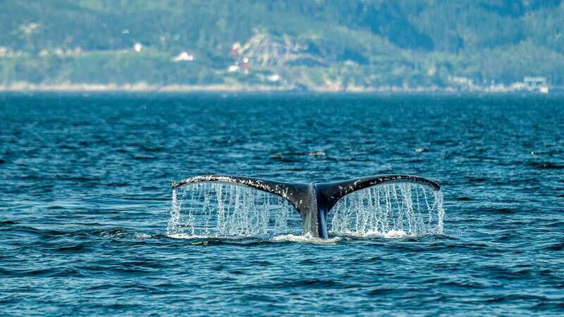 From Quebec City: Whale Watching Excursion Full-Day Trip - What To Expect During the Whale Watching Tour