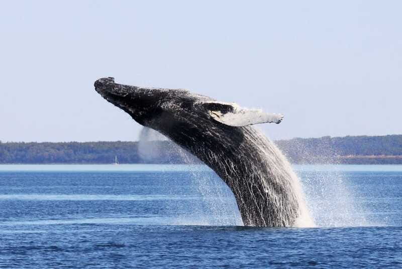 From Quebec City: Whale Watching Excursion Full-Day Trip - The Experience of a Lifetime or Just a Good Day Out?