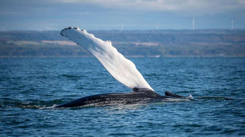 From Quebec City: Whale Watching Excursion Full-Day Trip - The Different Options and What They Mean for You