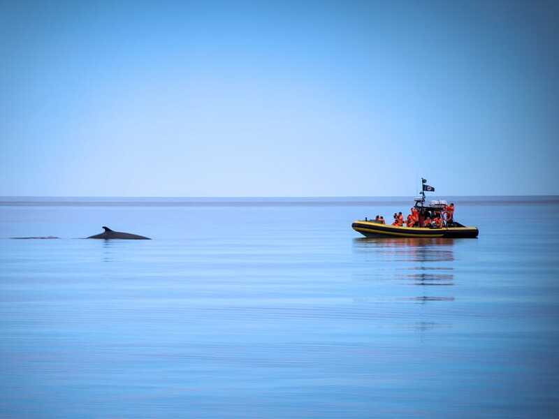 From Quebec City: Whale Watching Excursion Full-Day Trip - FAQ Section