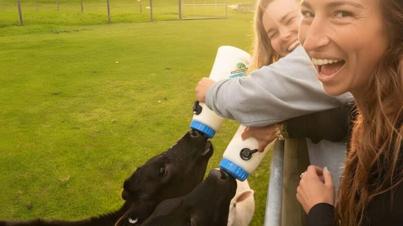 From Queenstown: Coach, Farm Tour & Milford Nature Cruise - Key Points