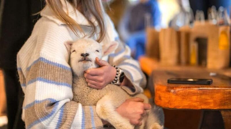 From Queenstown: Coach, Farm Tour & Milford Nature Cruise - Authenticity and Traveler Insights