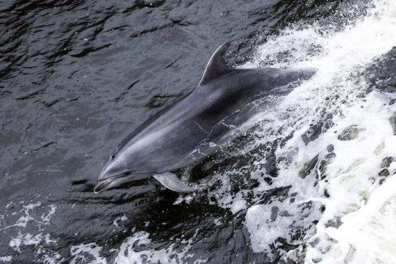 From Queenstown: Milford Sound Business Class with Cruise - The Experience: What Travelers Say