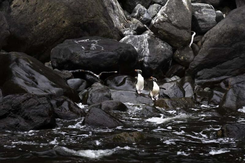 From Queenstown: Milford Sound Business Class with Cruise - The Sum Up: Who is This Tour Best For?
