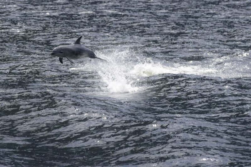 From Queenstown: Milford Sound Cruise and Coach Day Tour - What to Expect and What You Might Not Love