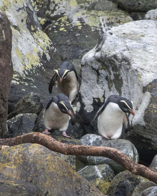 From Queenstown: Milford Sound Cruise and Coach Day Trip - Wildlife and Nature Guides: The Heart of the Experience