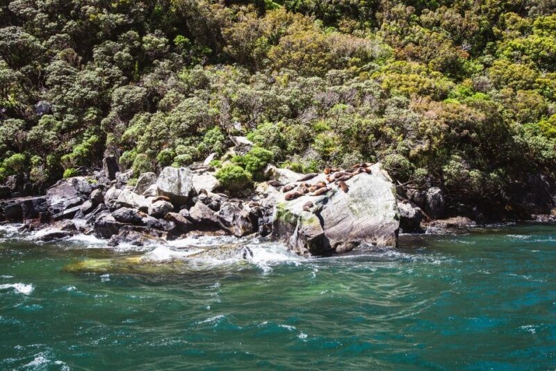 From Queenstown: Milford Sound Cruise and Scenic Drive - FAQ