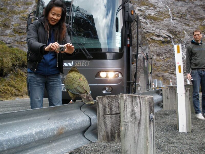 From Queenstown: Milford Sound Premium Day Tour and Cruise - Te Anau and Other Highlights on the Route